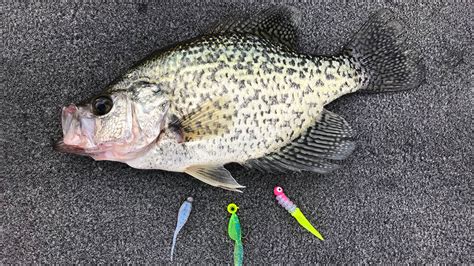Crappie A Comprehensive Species Guide Wired2fish