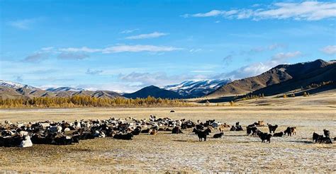 ХОТОНД ОРСОН ЧОНО ЛУГАА ХУЛГАЙЧИД