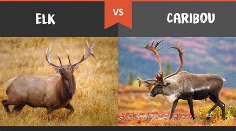 Elk Vs Caribou Caribou Vs Deer Difference Between Elk And Deer