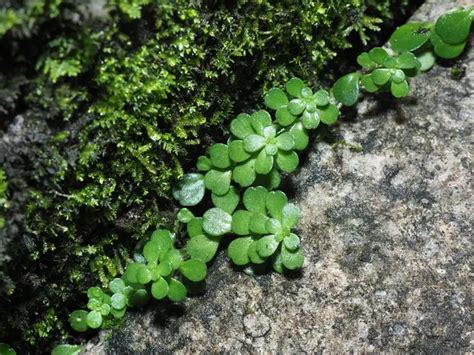 Palmers Sedum Sedum Emarginatum Flower Leaf Care Uses Picturethis