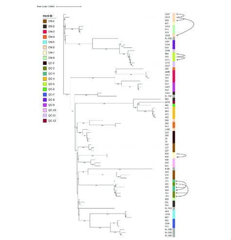 Core Snp Phylogeny Of Type Ii Map Strains Phylogenetic Tip Labels Are Download Scientific