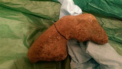 unknown bone from hastings beds england fossil id the fossil forum