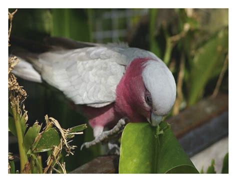 Object Detection Through Modified Yolo Neural Network Ahmad 2020 Scientific Programming