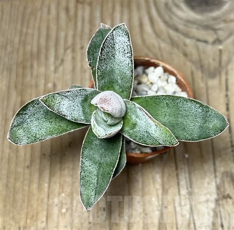 Shpr18327 Crassula ‘lotus Cactus Online