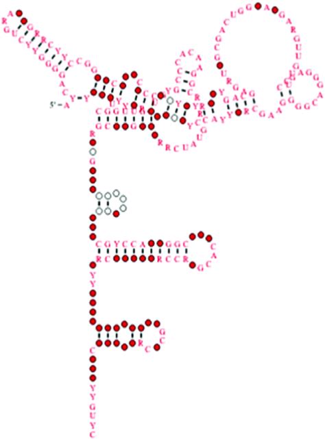 secondary structure of srba a non coding regulatory rna present in
