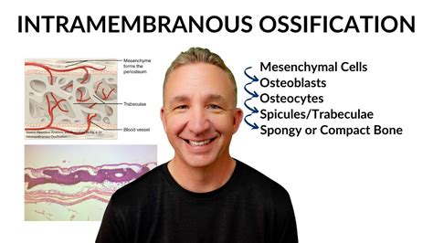 Bone Development Intramembranous Ossification Youtube