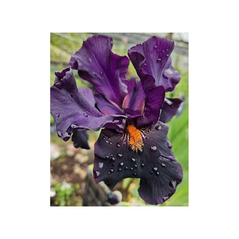 Iris Dracula S Kiss Bearded Iris