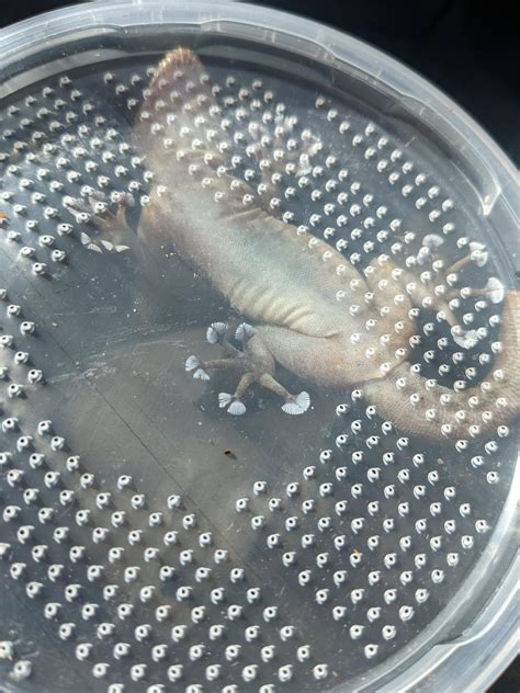 Can Anyone Confirm Ptyodactylus Ragazzii Sex Rreptiles