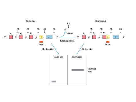 Organization And Expression Of Immunoglobulin Genes Reading Chapter
