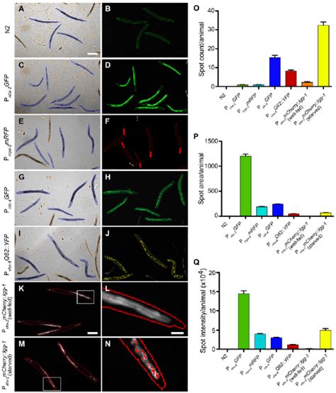 Automated Detection And Quantification Of Cells Tissues Subcellular Download Scientific