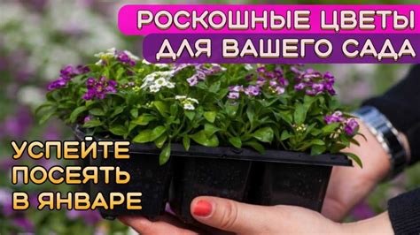 НЕ опоздайте с посевом ЭТИХ цветов! Посейте ЦВЕТЫ в ЯНВАРЕ для раннего ...