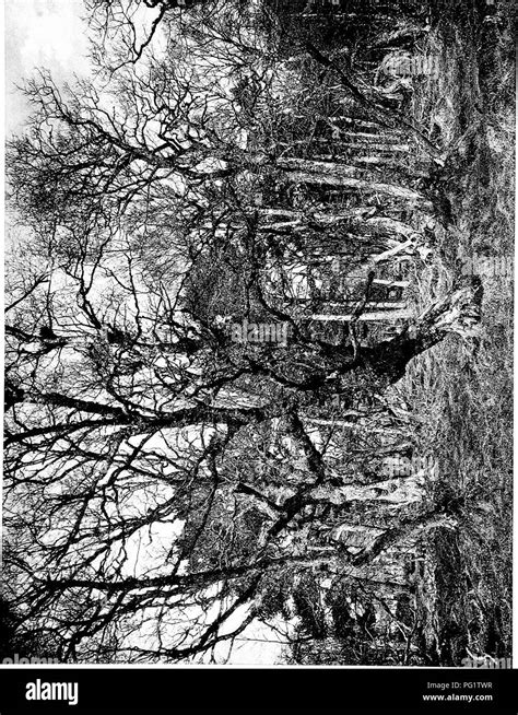 A Comprehensive Guide To The Trees Of Great Britain And Ireland Featuring Detailed Descriptions