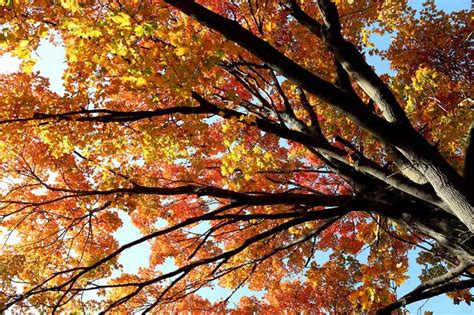 4 Excellent Fall Tree Care Tips