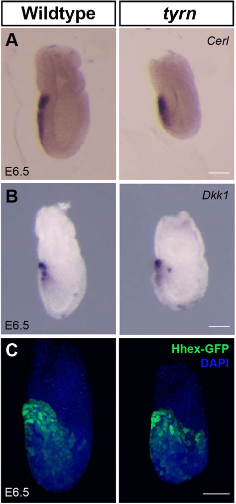Position Of Anterior Visceral Endoderm In Tyrn Mutants Cerl A And Download Scientific
