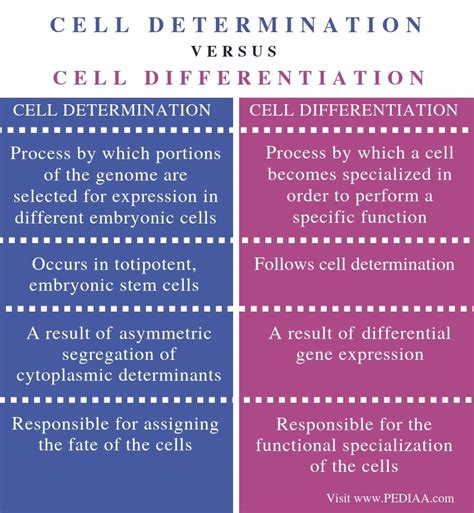 What Is The Difference Between Cell Determination And Cell