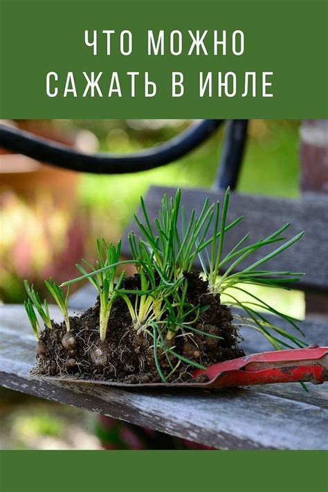 На заметку садоводу что можно сажать в июле Herbs Plants Garden