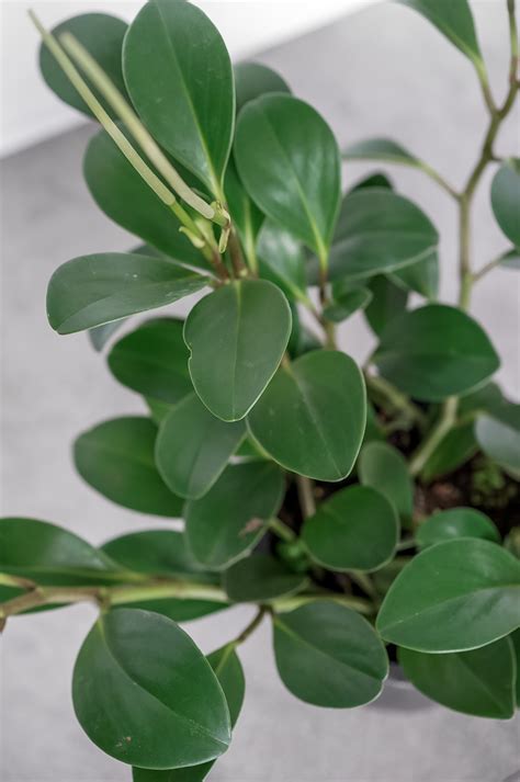 Фикус с круглыми листьями 73 фото