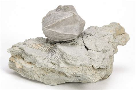 6 Blastoid Pentremites Fossil Illinois 204706 For Sale 6 Blastoid Pentremites Fossil Illinois 204706 For Sale