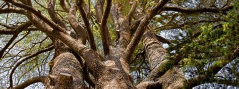 Types Of Cedar Trees In Texas Texas Capital Forum And Coalition
