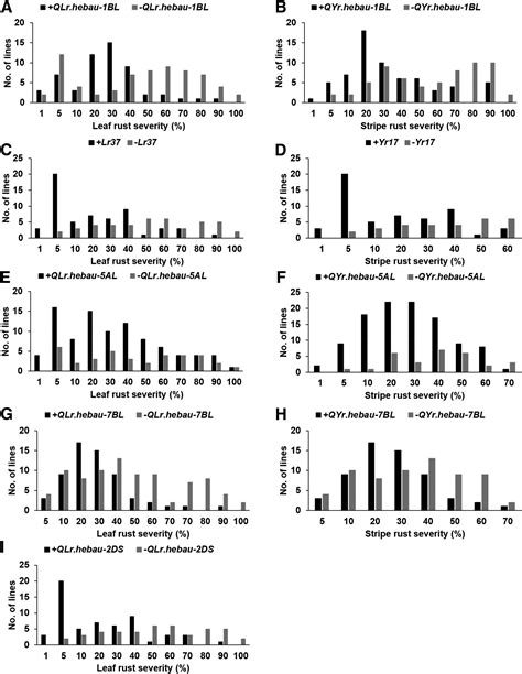 Qtl Mapping Of Adult Plant Resistance To Leaf And Stripe Rust In Wheat Cross Sw 8588thatcher