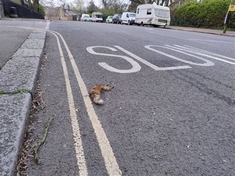 Fox Tail Hosted At Imgbb — Imgbb