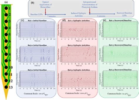 A Schematic Of The Shank And The Acquired Lfp Signals From Three Rats Download Scientific