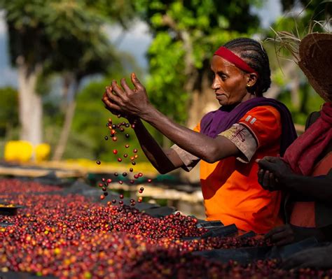 Residents Of Kelem Welega Zones Say They Cant Harvest Coffee Due To