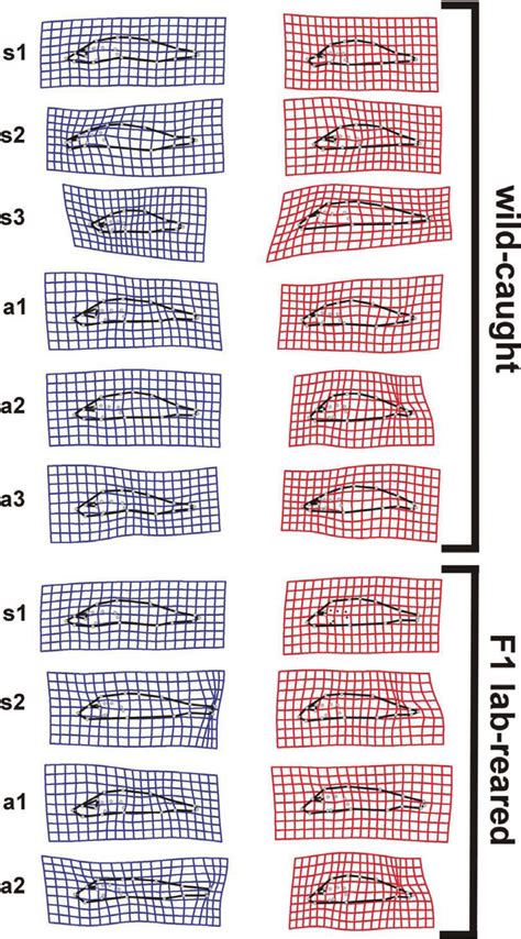 deformation grids depicting shape differences 3× magnification