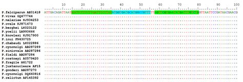 multiple sequence alignment of partial small subunit ribosomal dna 18s
