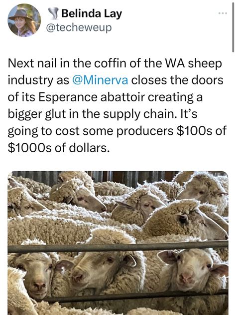 West Australian sheep abattoir shuts, leaving workers and sheep in limbo - ABC News
