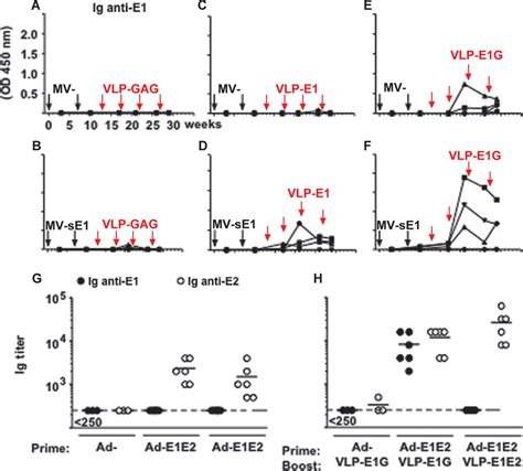 A Prime Boost Strategy Using Virus Like Particles Pseudotyped For Hcv Proteins Triggers Broadly