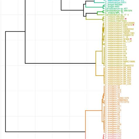 average nucleotide identity ani dendrogram of carnobacterium spp
