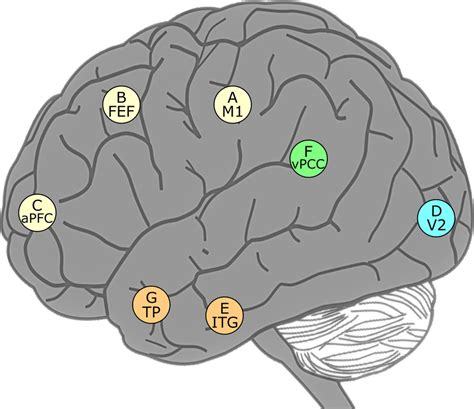 Each Location Of The Selected Seven Voxels On The Cortex Is Indicated