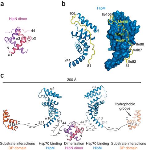 Structures Of Hip Domains A Structure Of The Dimerization Domain