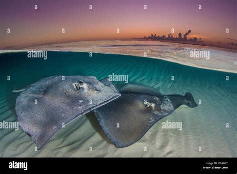 Southern Stingrays Hypanus Americanus Swimming Over A Sand Bar In The