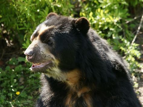 New Species Take Over Chernobyl The Female Bear Is Sick With Bare Skin