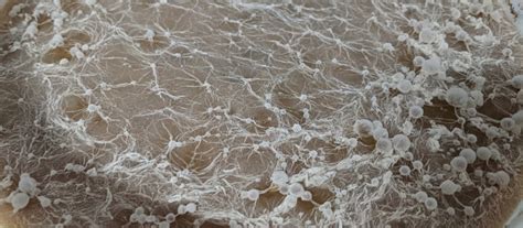 Beer Infection How To Recognize And Prevent