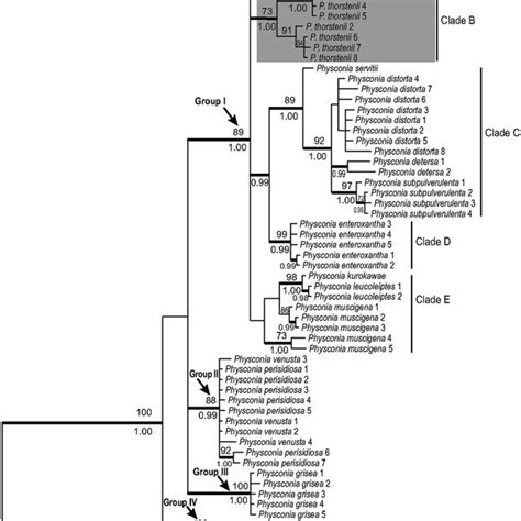 Fifty Percent Majority Rule Consensus Tree Based On 18 K Trees From A Download Scientific