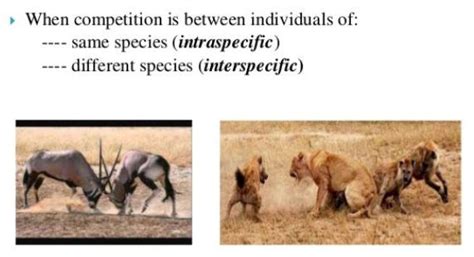 Intraspecific Competition Examples Competition Biology Definition
