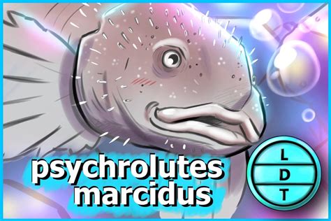 Why Are Most Pictures Of The Blobfish A Misleading