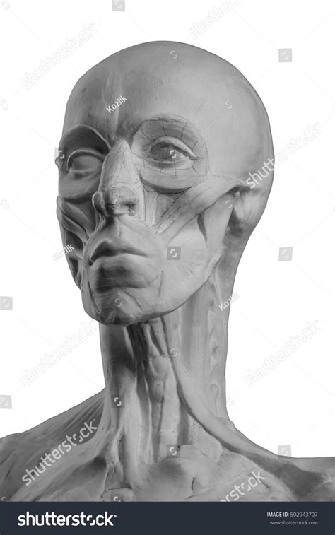 Plaster Statue Naked Anatomical Human Figure Stock Photo Shutterstock