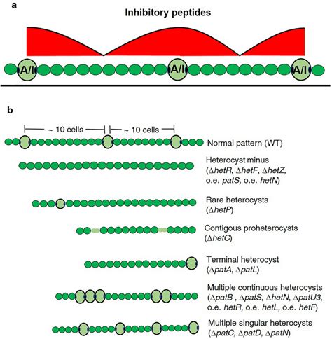 A Local Activationlong Range Inhibition Model For Heterocyst Pattern