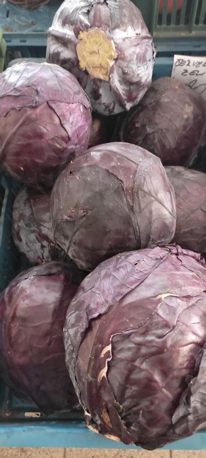 Kysané Zelí Otrokovice Zlín TalaŠovo ZahradnictvÍ S R O