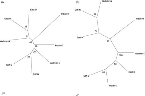 Neighbour Joining Population Trees Obtained Using Neis Genetic