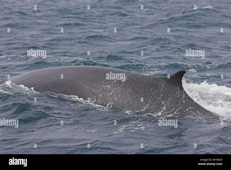 Fin Whale Balaenoptera Physalus Iceland July Stock Photo Alamy