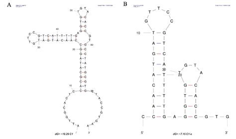 Secondary Structure Prediction Of Aptamer C1 A And Aptamer C1 S B