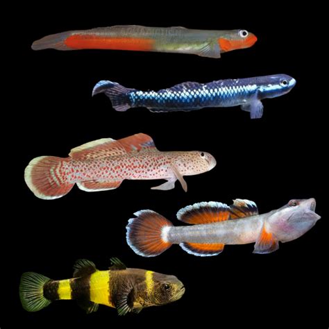 Assorted Tropical Goby 3cm Sims Tropical Fish Tropical Fish