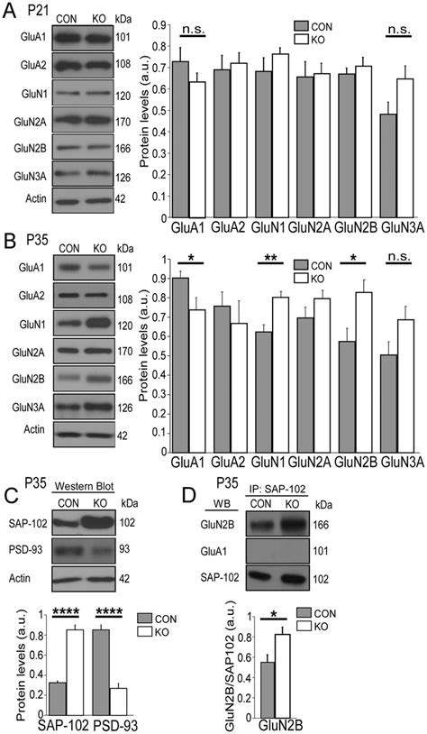 Psd 95 Deficiency Alters Specific Ampar And Nmdar Subunit Protein Download Scientific Diagram