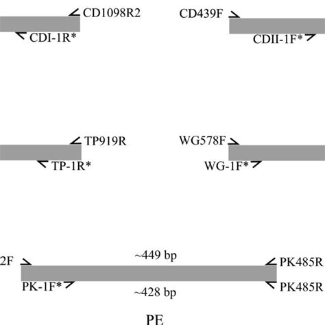 Schematic Representation Of Amplification Region Of Newly Designed