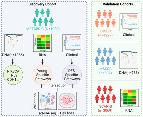 Genomic Features Of Breast Cancer Patients In Each Age Group A Download Scientific Diagram